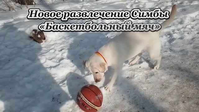 Новое развлечение Симбы — Баскетбольный мяч