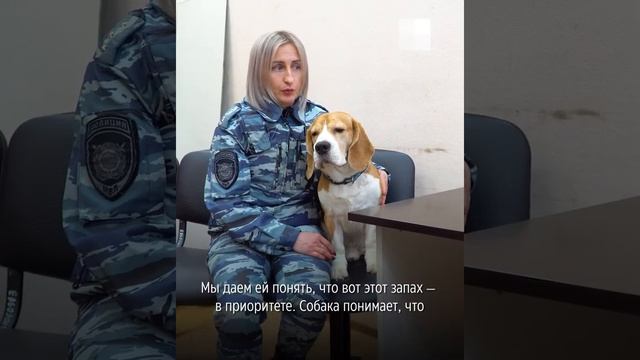 Как бигль попал в полицию и научился искать наркотики