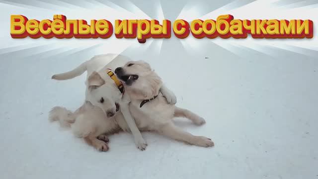 Весёлые игры с собачками