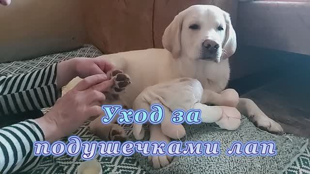 Уход за подушечками лап
