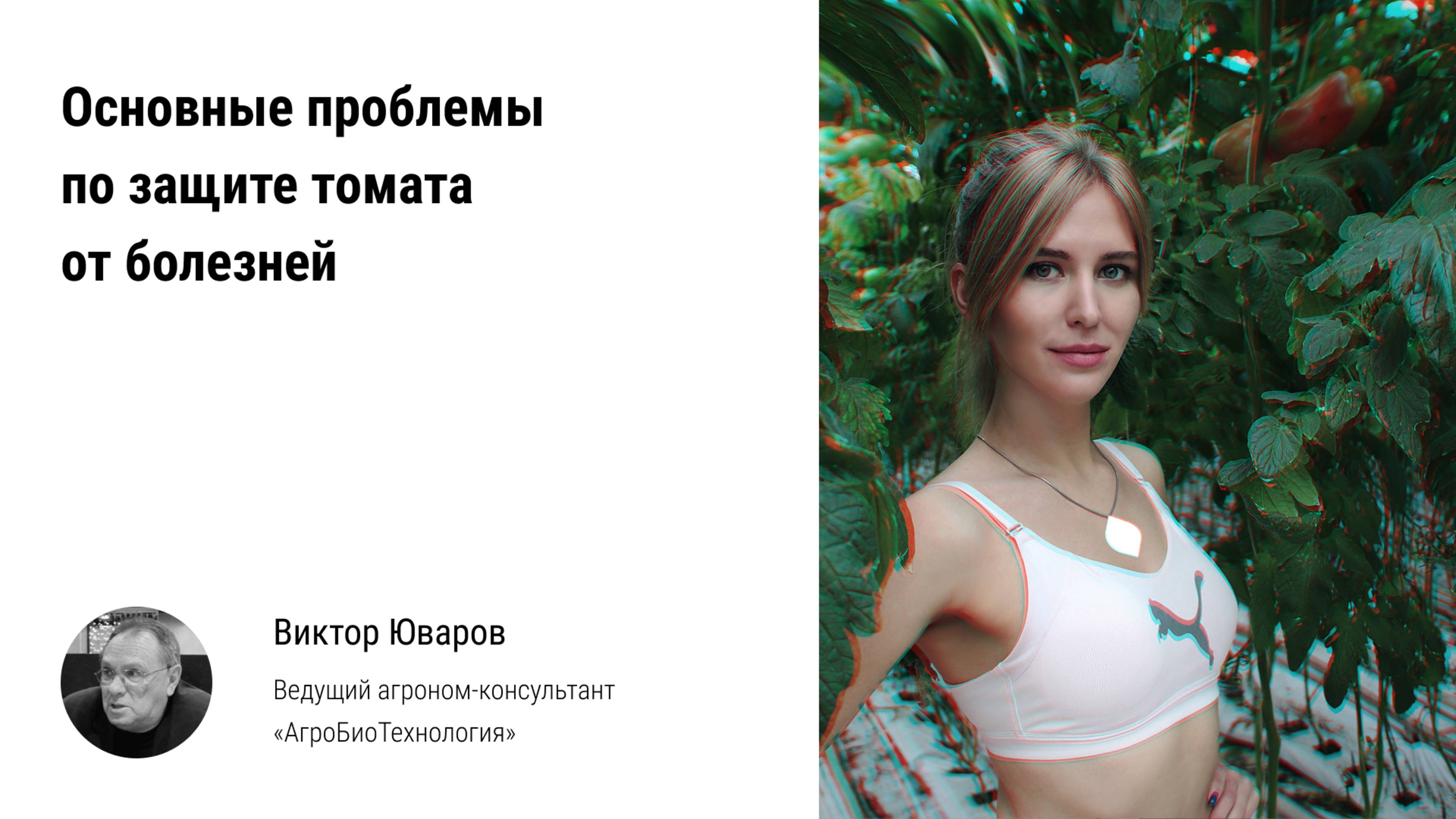 🏃 Основные проблемы по защите урожая гибридов томата от болезней промышленных тепличных комплексов