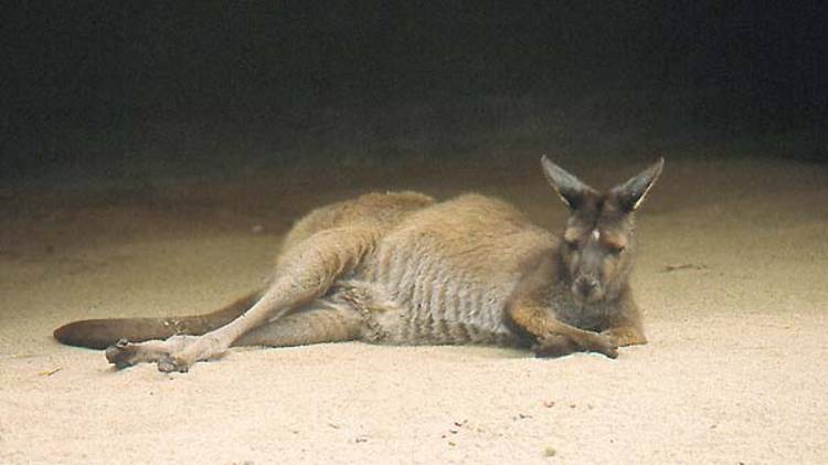 Australia 9 Melbourne 1995