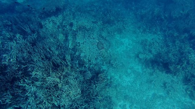 Эпизод 12: «Мир Кораллов: Рыба-Клоун, Тигровая Рыба и Встреча с Морской Черепахой»