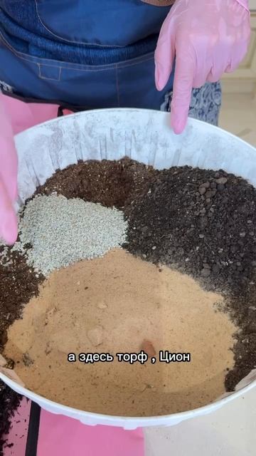 Пересадка Мандрагоры)
А если серьезно, кто угадает, что мы вырастили из семян?м