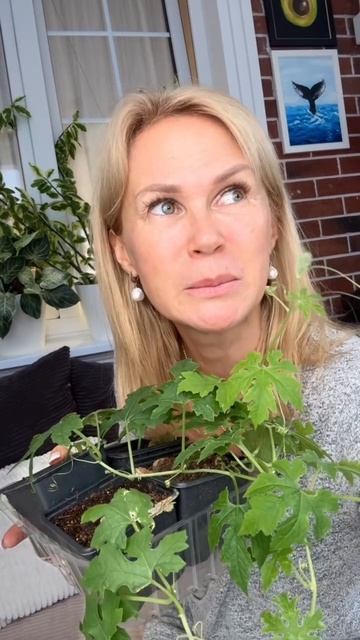 Момордика с Мальдив или О пользе путешествий