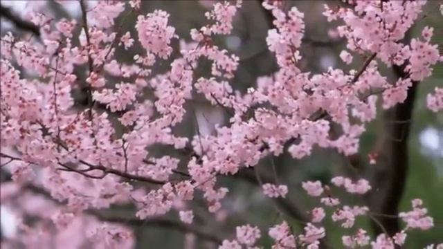 Shopen - Шопен Весенний вальс (1)