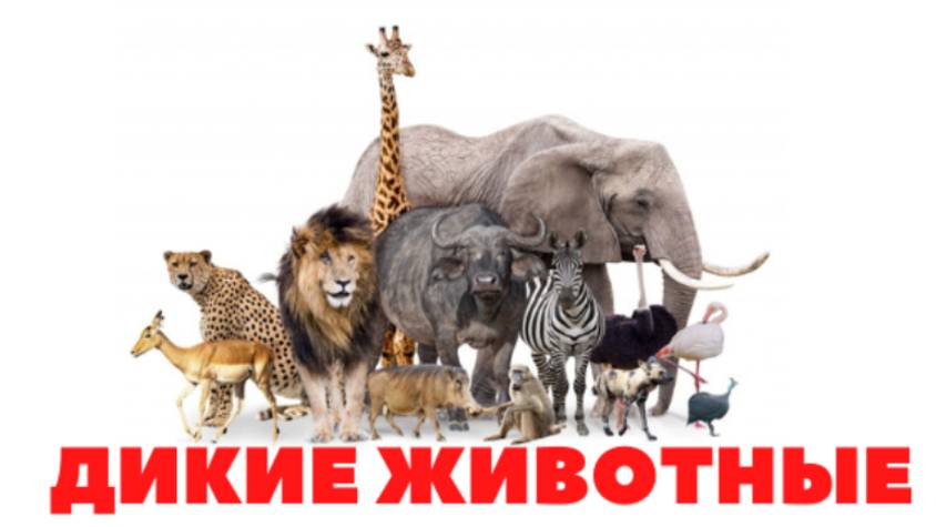 УЧИМ ДИКИЕ ЖИВОТНЫЕ для детей - развивающие мультики, обучающее видео для малышей на русском.