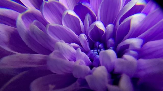 Relax. Фиолетовая хризантема. Макро 4К
