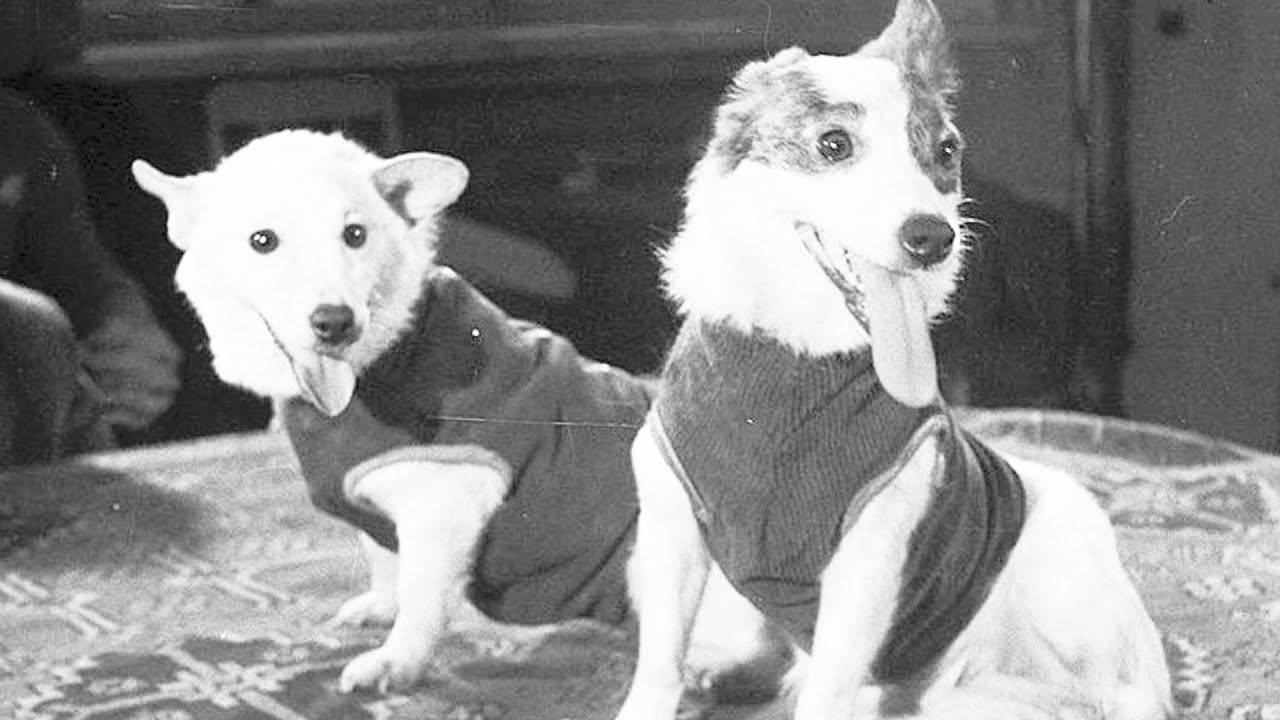 Белка и Стрелка - собаки космонавты. Интересное про животных
