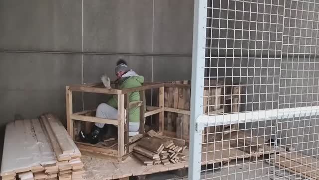 Создаем новый приют для животных