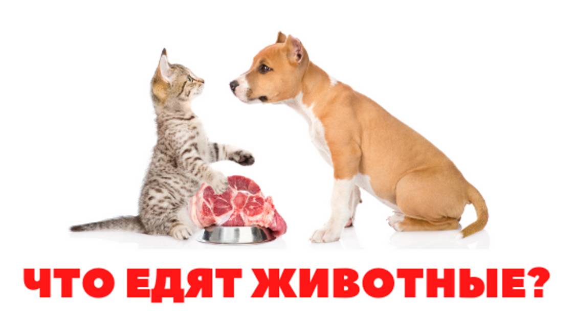 УЧИМ ЧТО ЕДЯТ ЖИВОТНЫЕ для детей - развивающие мультики, обучающее  видео для малышей на русском.
