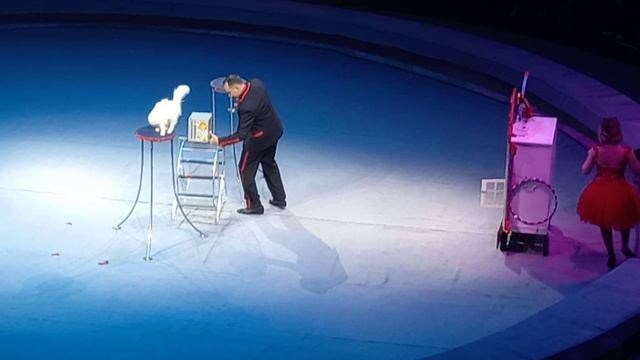 Выступление кошек в Цирке!