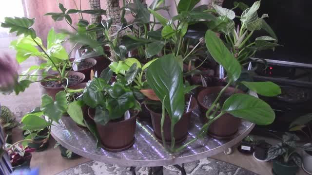 Обзор коллекции филодендронов, моя коллекция.