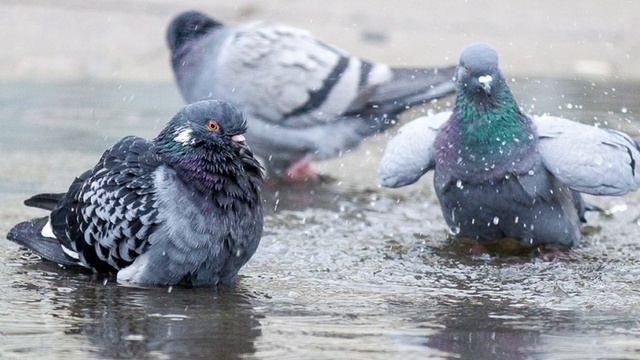 Воркует весна,за окном с голубями