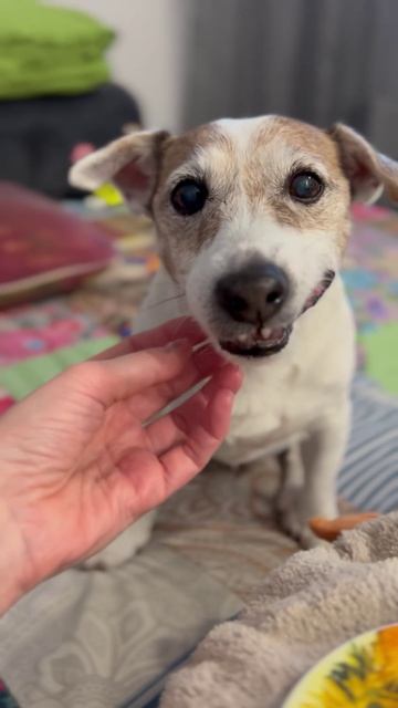 Все котики любят яблочки 🐶🍎🍏