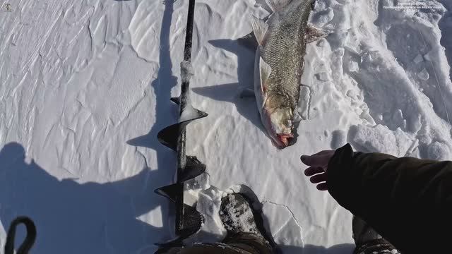 Зимняя рыбалка проверка перемёта на верхогляда 1.03.2025
