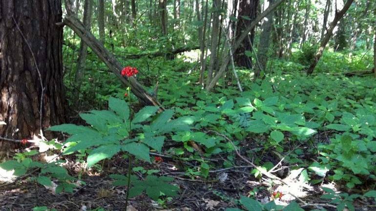 ЖЕНЬШЕНЬ И ЕГО ВЫРАЩИВАНИЕ В СИБИРИ