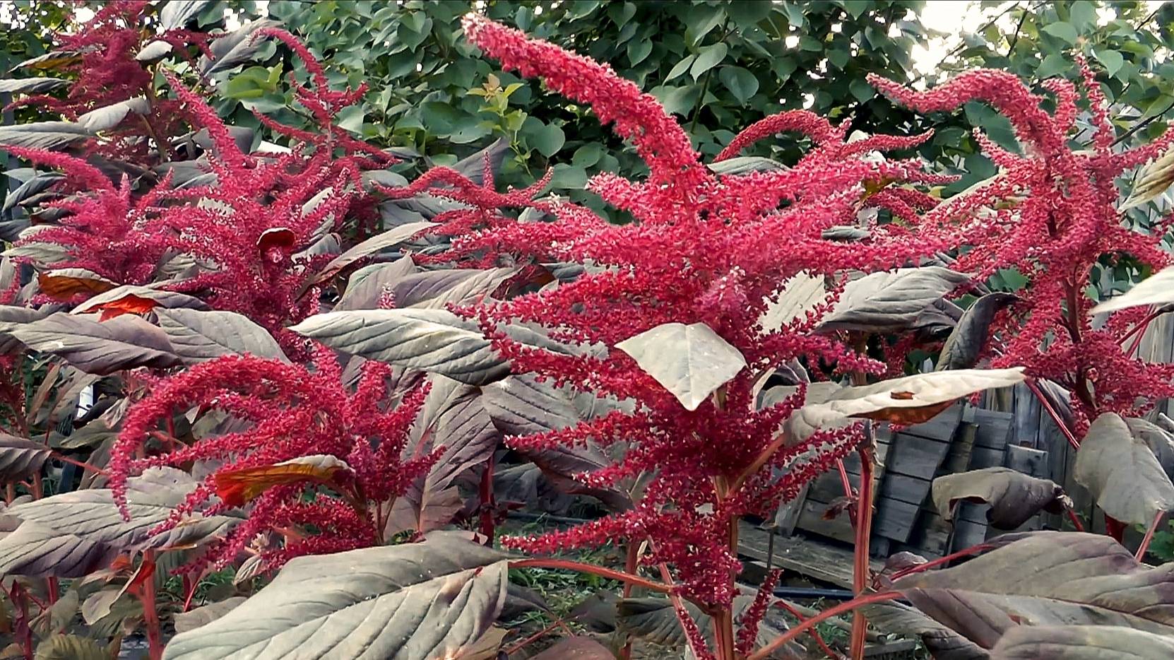 Выращивание амаранта овощных сортов Валентина и Крепыш