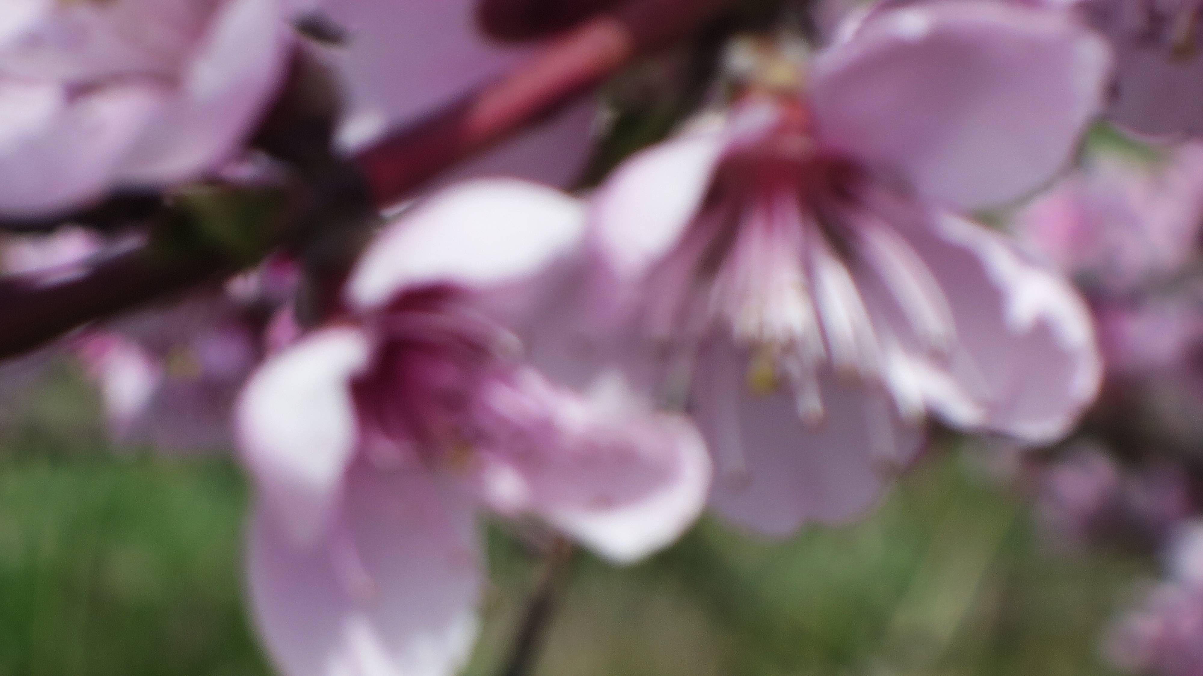 Цветущий Крым. Ч.6. Персик цветет. Весеннее путешествие.