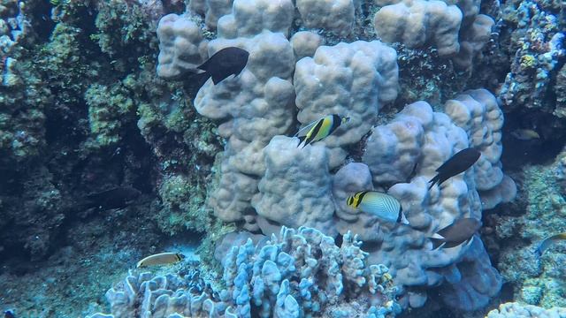 Эпизод 13: «Дивный Подводный Мир: Красота Океана и Погоня за Полосатой Морской Змеей»