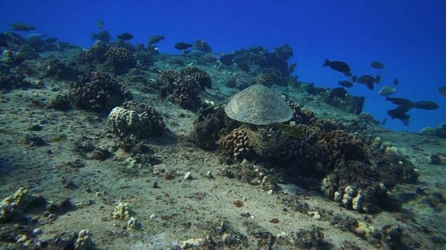 'Volkslied' 'Вода и ветер' 'Aqua' / 'Иней студио'