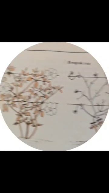 Почему не цветет клематис? #Гарденмарт_советы