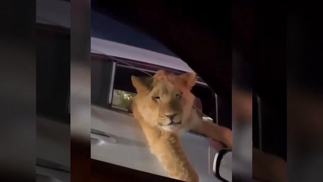 На дорогах в Дубае, котики бывают разные