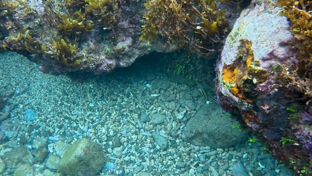 Эпизод 15: «Таинственные Пещеры и Морской Мир | Мурена, Затаившаяся в Песке»