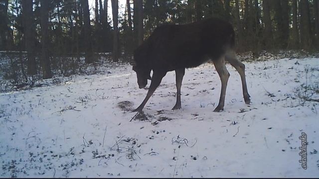 Весёлая лосиха
