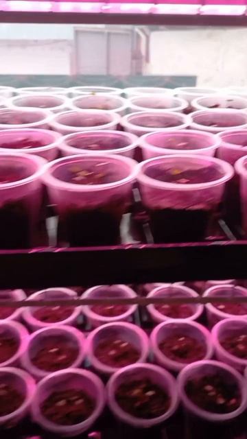 Мои земляники дожили до первой пикеровки))