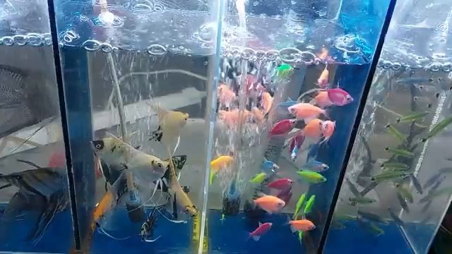 VLOG:  НОВЫЙ МАГАЗИН / ОБРАБОТКА ДЕРЕВЬЕВ / ГОРОД ТОПИТ