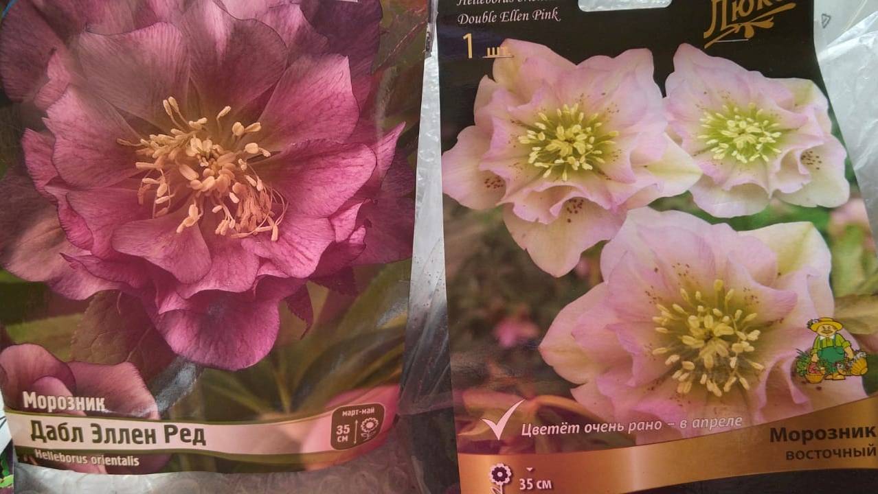 Рассказываю о посадке многолетников. Как сохранить до весны