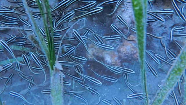 Эпизод 14: «Великолепный Подводный Мир: Редкие Кадры Рыбы-Фугу, Рыбы-Клоуна и Мантис-Креветки»