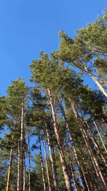 Пойдёмте в поход 🏕️