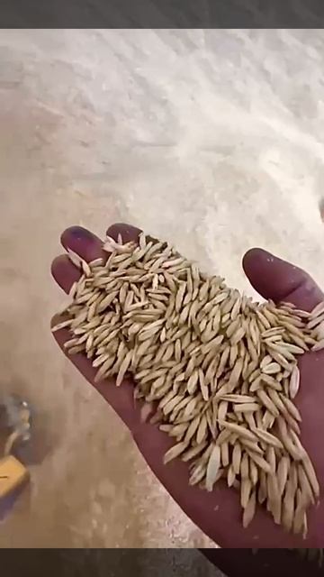 Вилочный погрузчик EP загружает полный биг-бег в 40 футовый контейнер