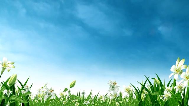 футаж Весенняя поляна