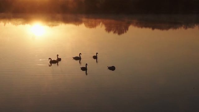 'Древлегорск' 'Оять' 'Радость' 'Лебёдушка (переход к)'