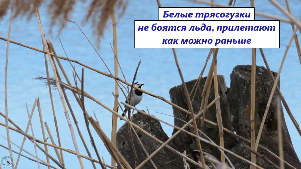 Белые трясогузки бегают по льду. И по бревну, и по воде. 22.03.24