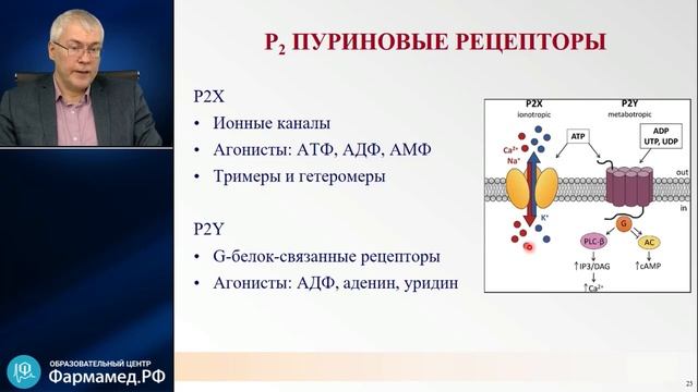 Физиология и фармакология пуриновых рецепторов Карелов А.Е.