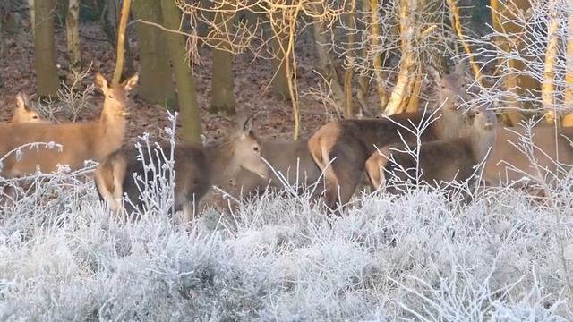 'Древлегорск' 'Оять' 'Радость' 'Зима (переход к)'