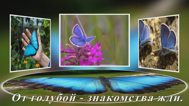 БАБОЧКИ.  Сергей Чекалин - Вечерняя прогулка