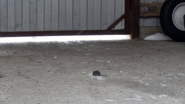 Кошка Мыфка и мышка