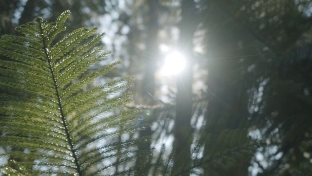 'Древлегорск' 'Оять' 'Радость' 'Завершение (переход к)'