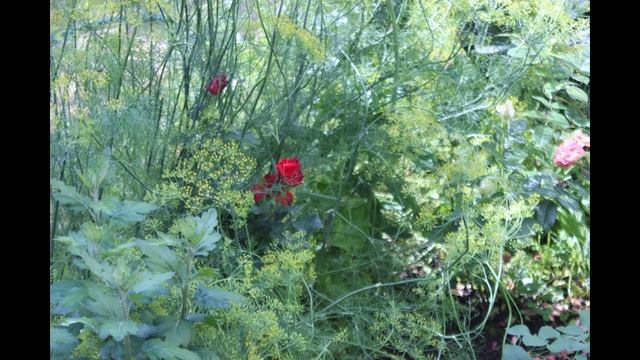 Лепесток розы