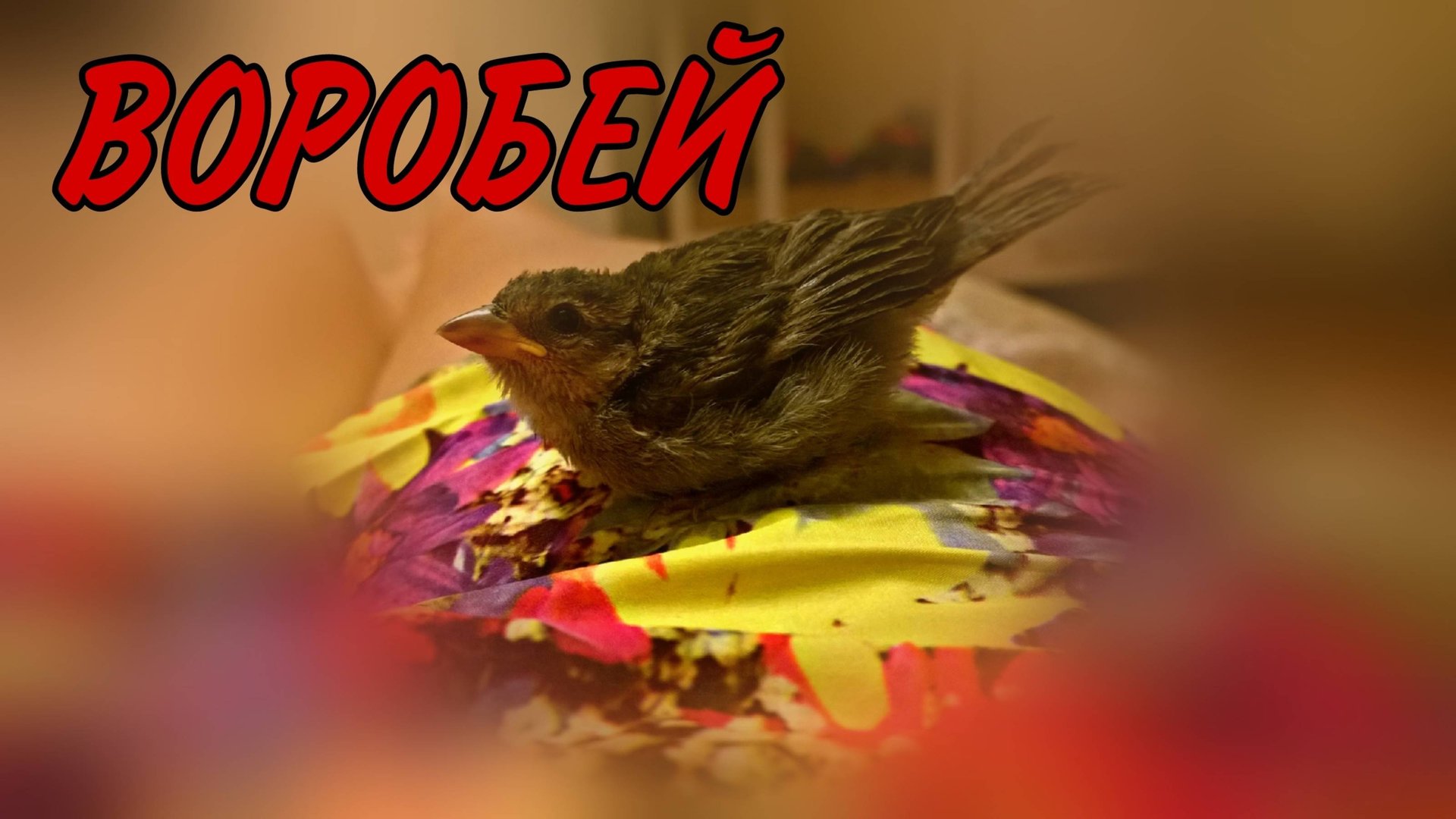 Птенец воробья ОЧЕНЬ СМЕШНО СЕБЯ ВЕДЕТ)! СМЕШНОЙ МАЛЫШ ВОРОБЬЯ!