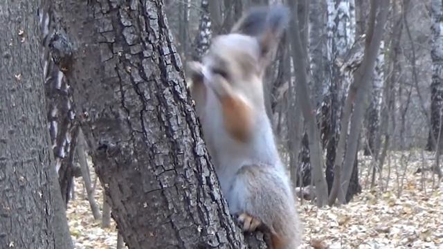 'Древлегорск' 'Оять' 'Радость' 'Осень (переход к)'