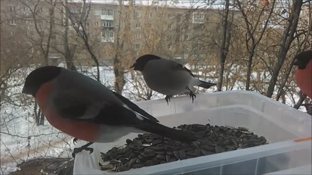 Снегири