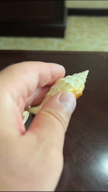 Ракушки в ладошке. Отдых за границей.