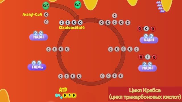 Цикл Кребса