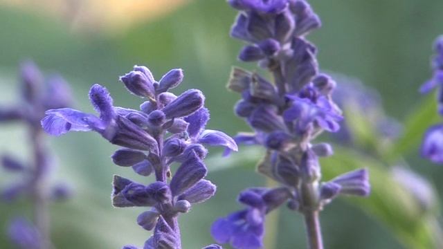 'Древлегорск' 'Оять' 'Радость' 'Интро'